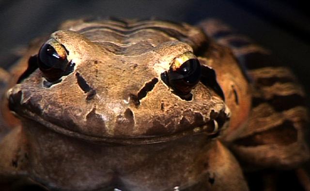 Island Life: Saving the Mountain Chicken - LargeUp
