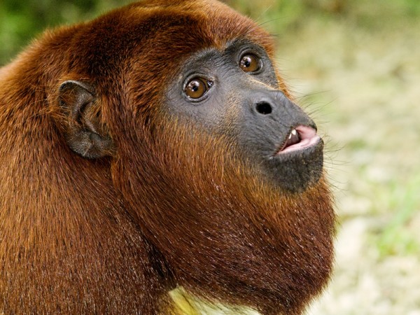 Wild Caribbean: The Caribbean's Most Unusual Animals - Page 9 of 12 ...