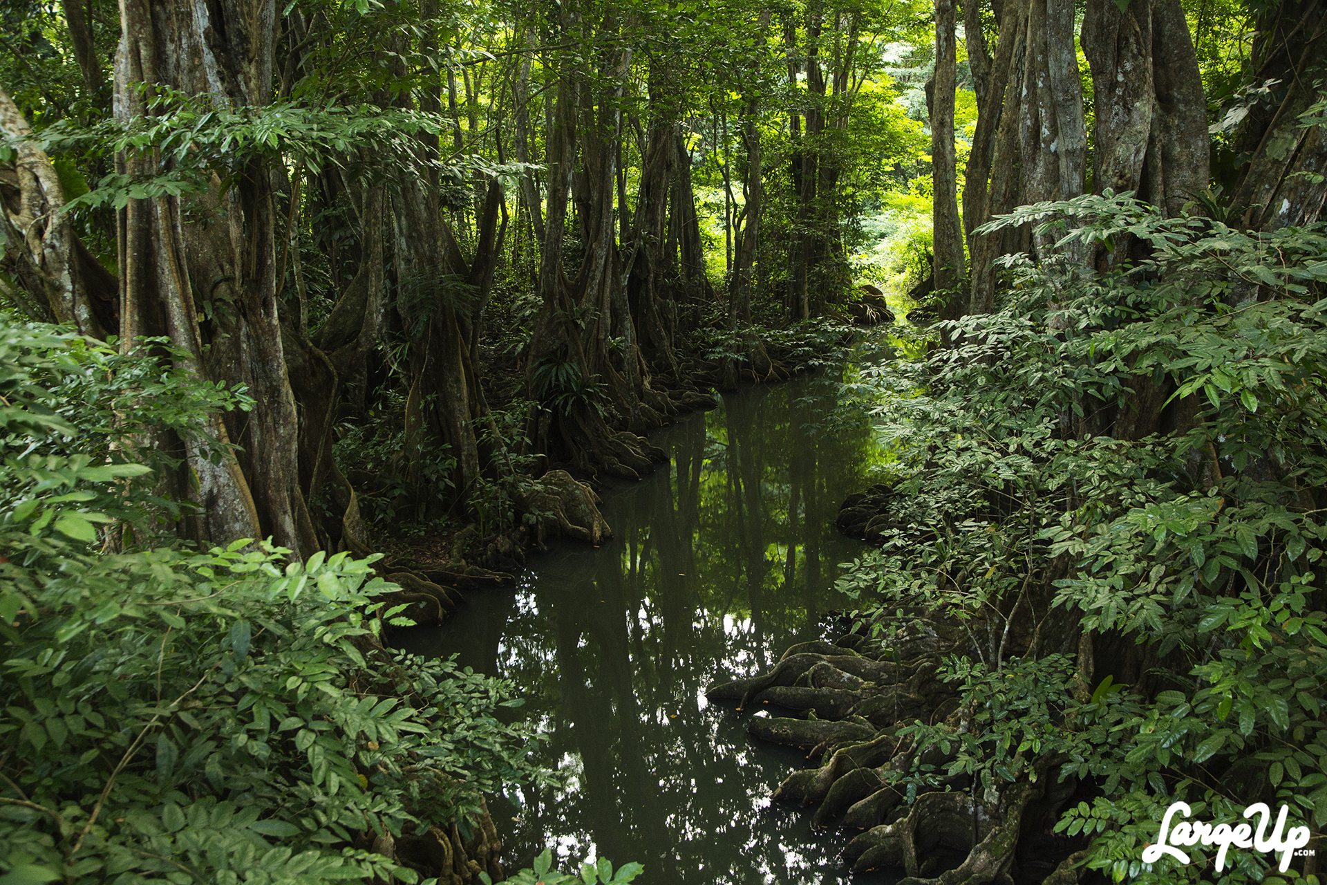 Beautiful Dominica: Images From the Nature Island - LargeUp