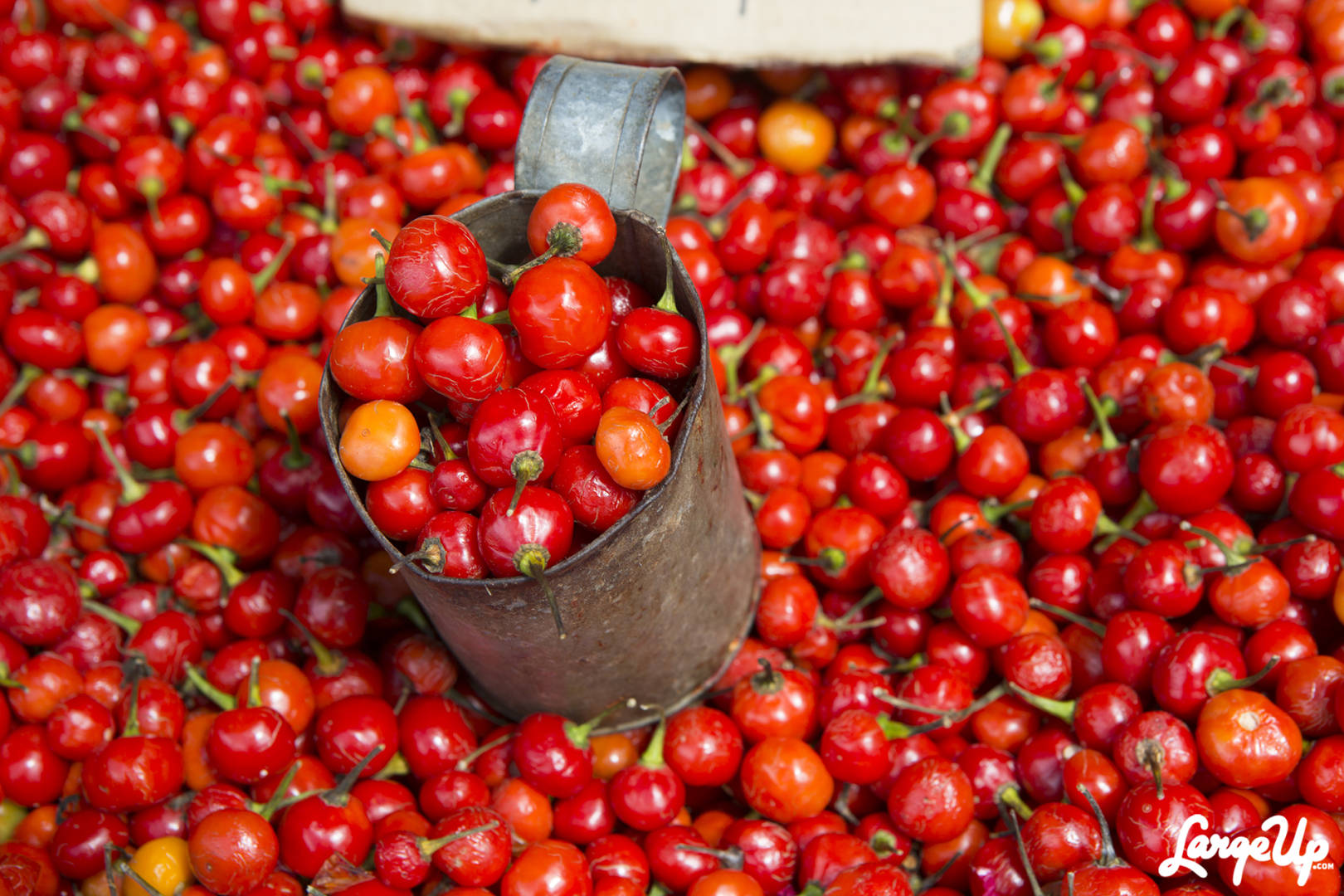 wiri-wiri-pepper-guyana - LargeUp